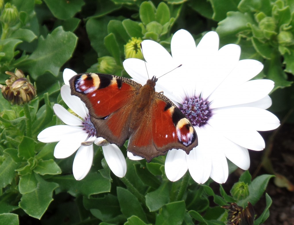 Butterfly Circus | Auf den Punkt gebracht